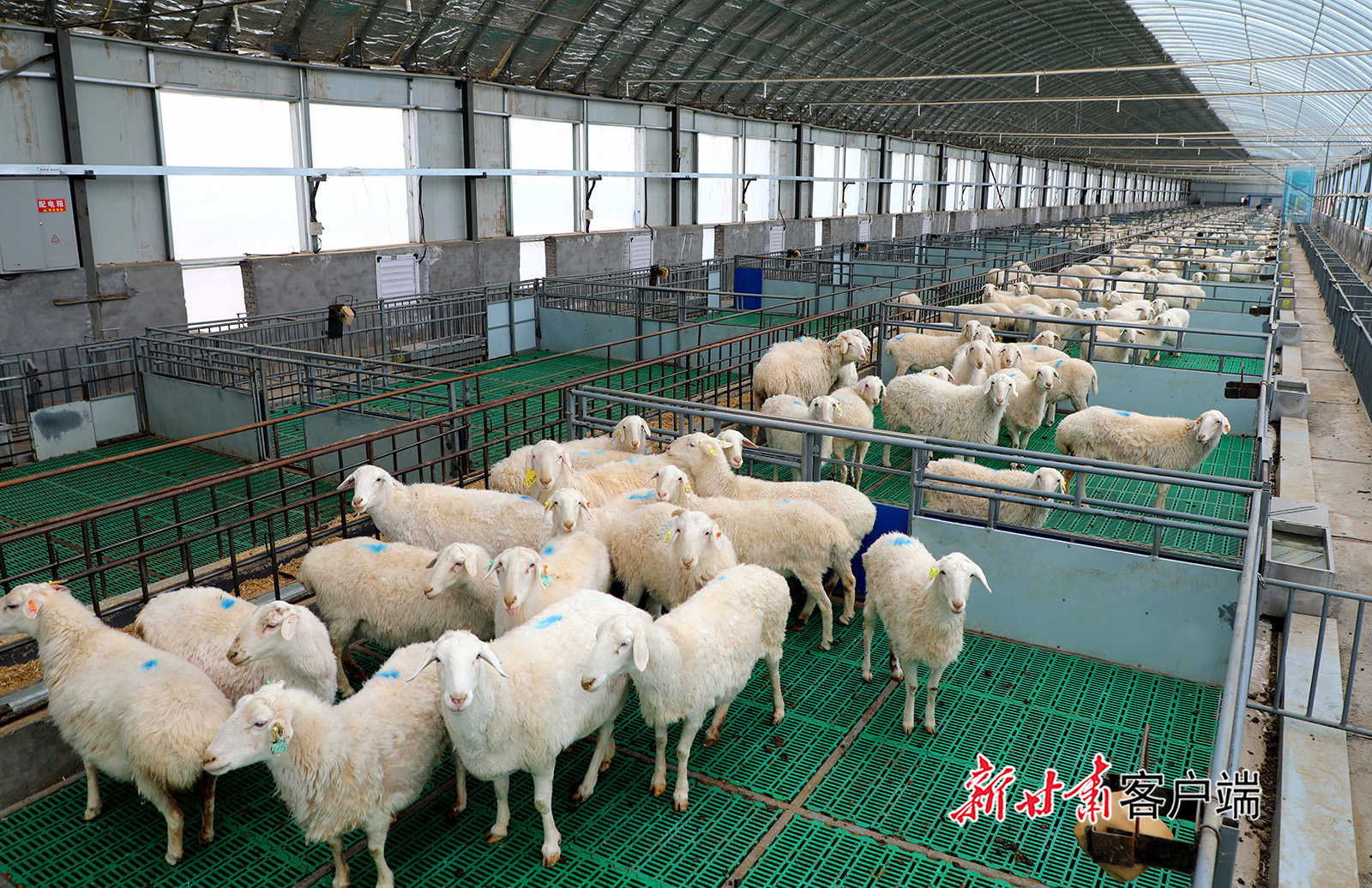 甘肃日报每周图片精选 (2月6日—2月12日)